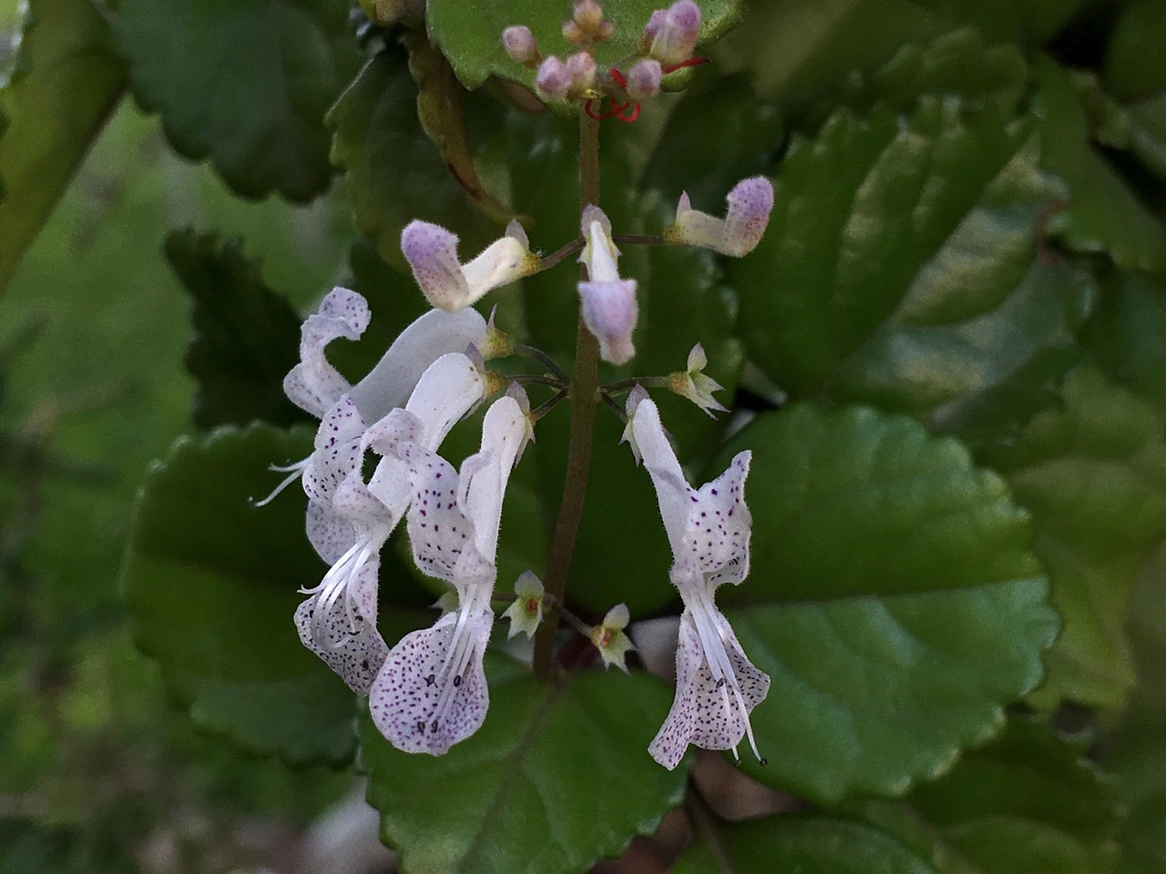 Small Flowers Pistils Flower - Free photo on Pixabay - Pixabay