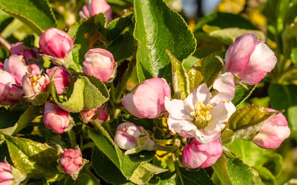 Apple Tree Blossom Bloom - Free photo on Pixabay - Pixabay