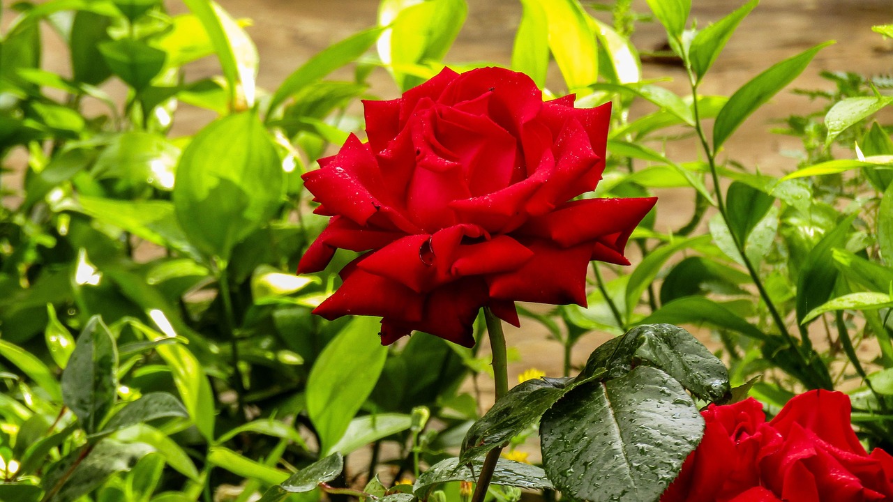 Red Rose Rosebush Hot Free Photo On Pixabay Pixabay
