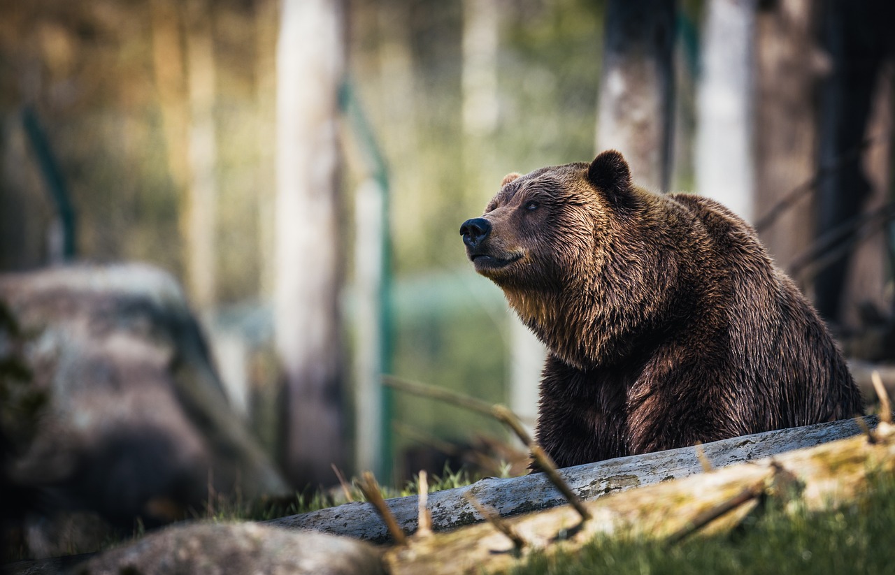 Mammal Animal Life Nature - Free photo on Pixabay - Pixabay
