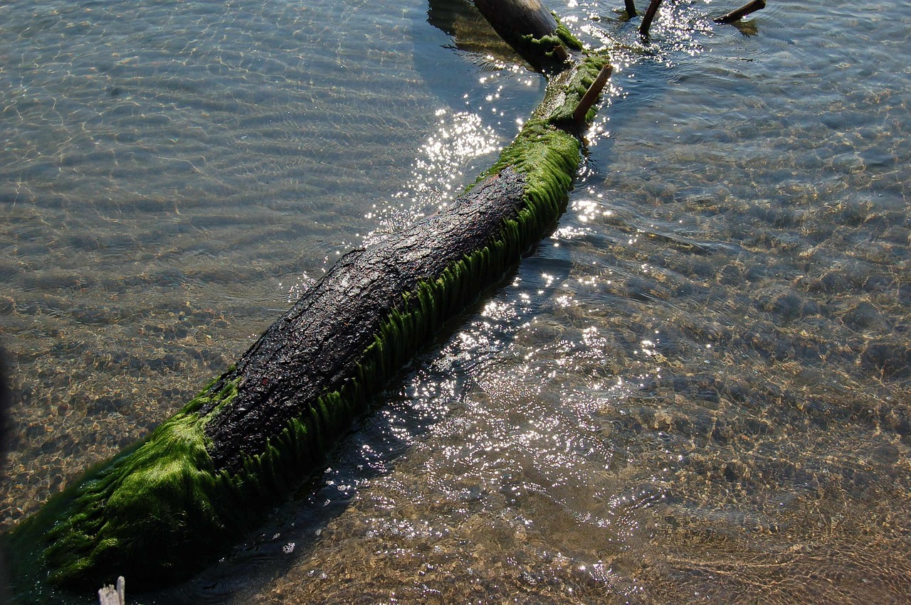 Eaux La Nature Mer - Photo gratuite sur Pixabay - Pixabay