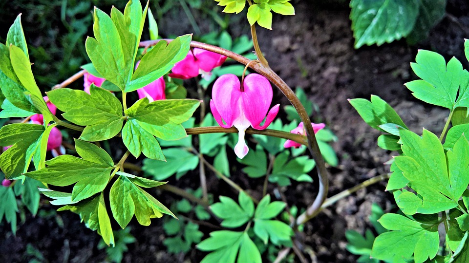 Plant Crying Heart Ornamental - Free photo on Pixabay - Pixabay