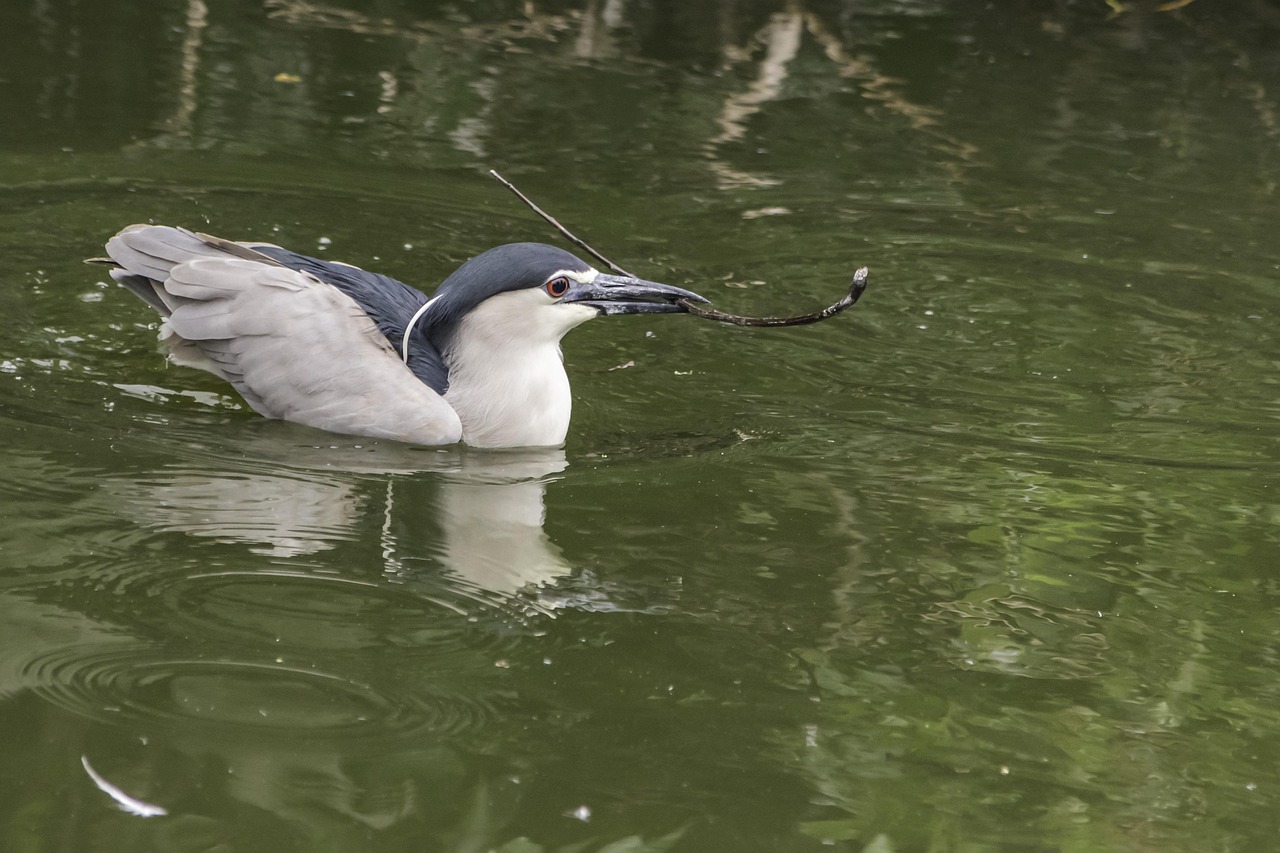 Pájaro Agua Naturaleza - Foto gratis en Pixabay - Pixabay