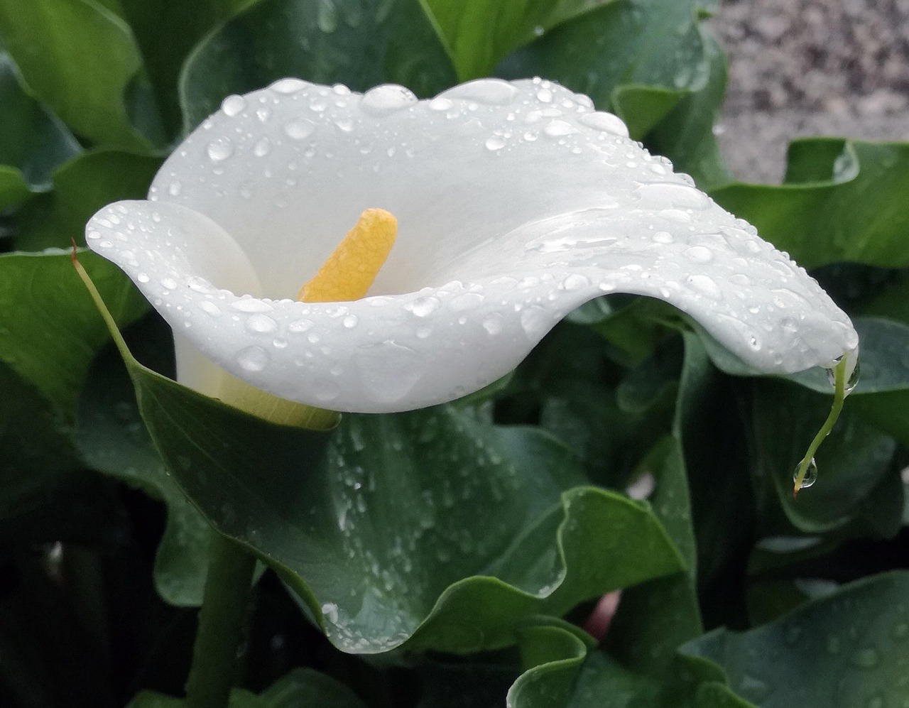 Fleur La Nature Feuille - Photo gratuite sur Pixabay - Pixabay