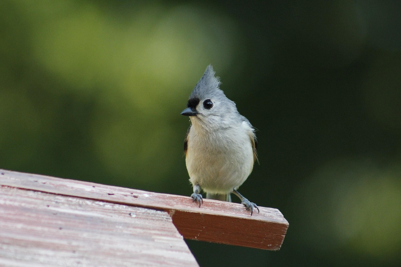 200+ Free Titmouse & Tufted Titmouse Images - Pixabay