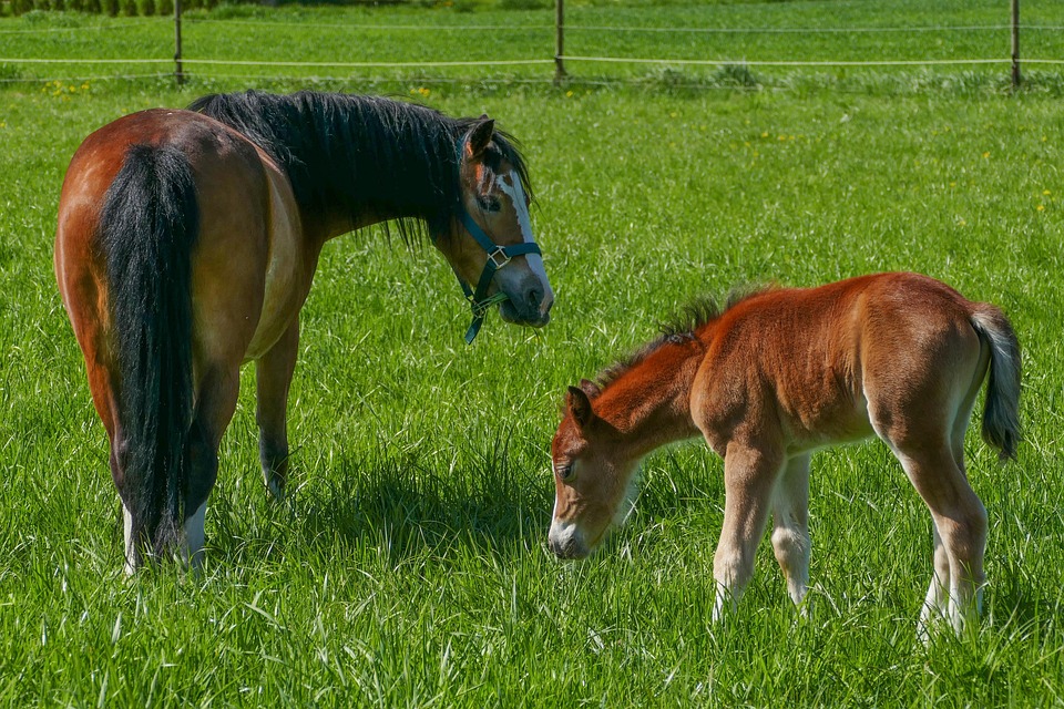 Mare Stallion Foal Pony - Free photo on Pixabay - Pixabay