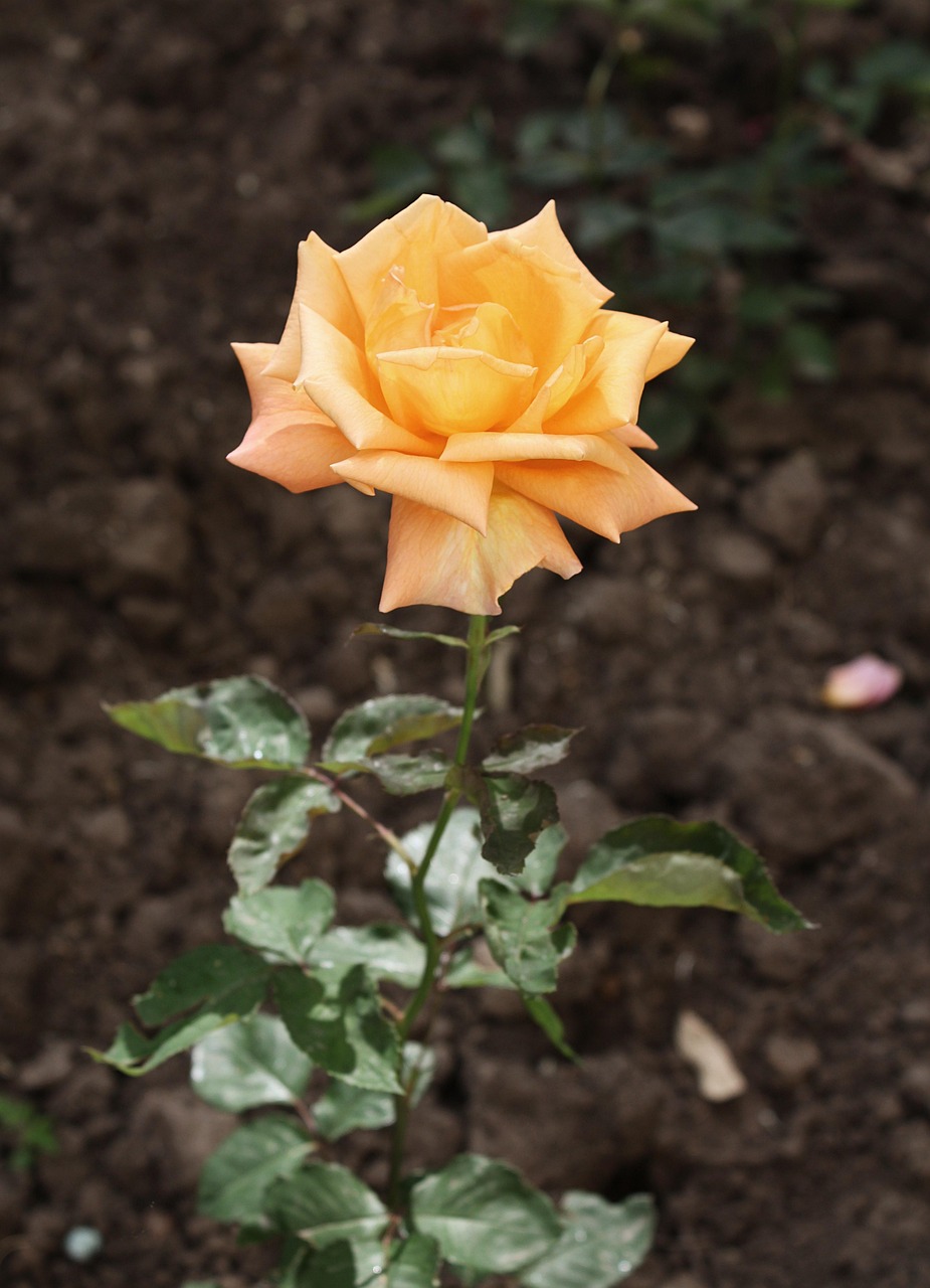 Flor Rose Planta Al Aire - Foto gratis en Pixabay - Pixabay