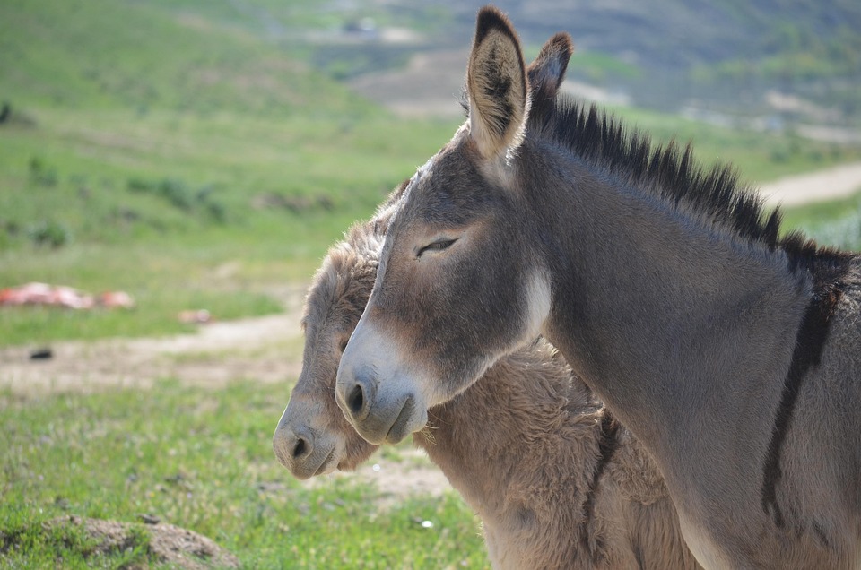 Wild Burros Animal Mammal - Free photo on Pixabay - Pixabay
