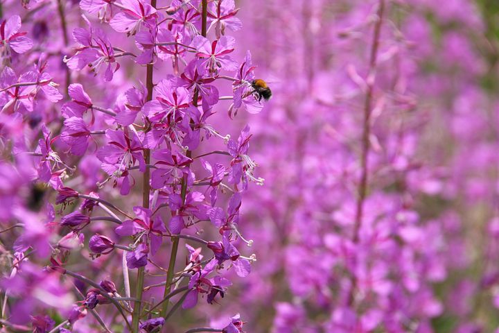 40+ Free Hops Flower & Hop Images - Pixabay