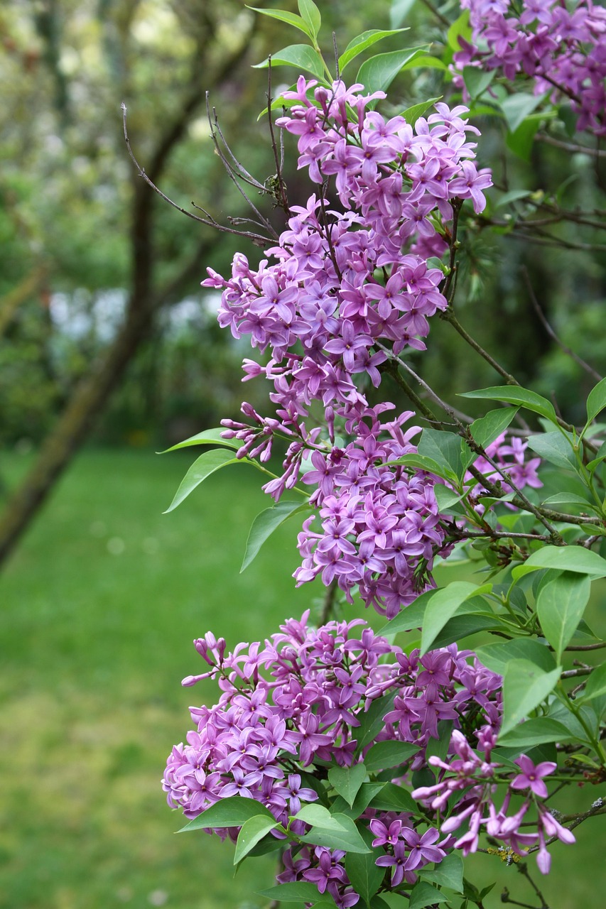 Lila Flor Naturaleza - Foto gratis en Pixabay - Pixabay