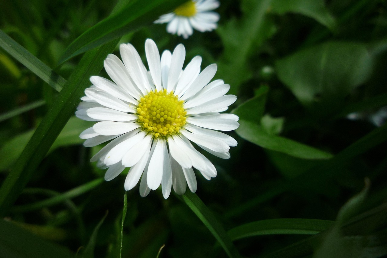 Natureza Plantar Flor - Foto gratuita no Pixabay - Pixabay