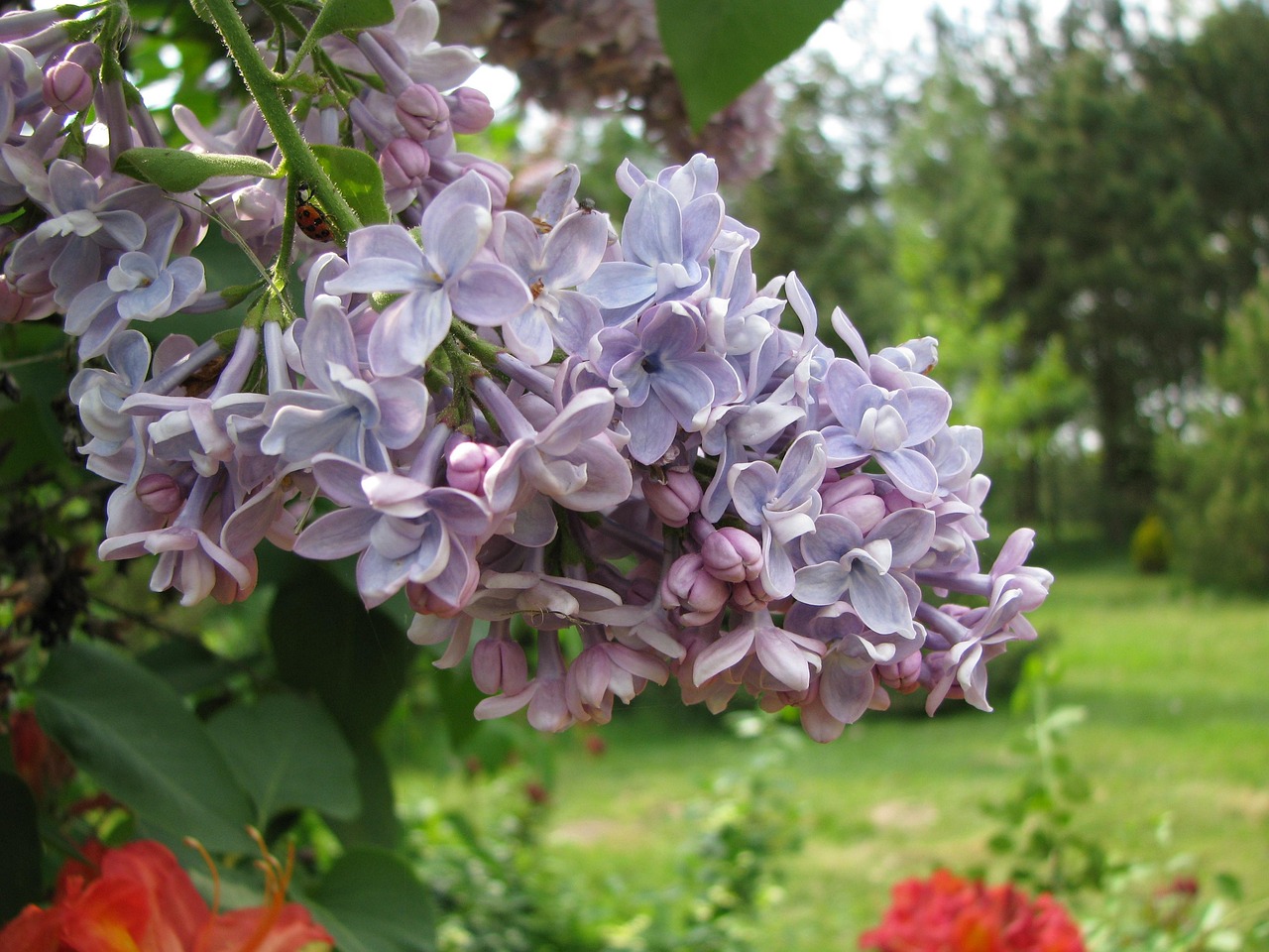 Fleur Jardin Plante - Photo gratuite sur Pixabay - Pixabay