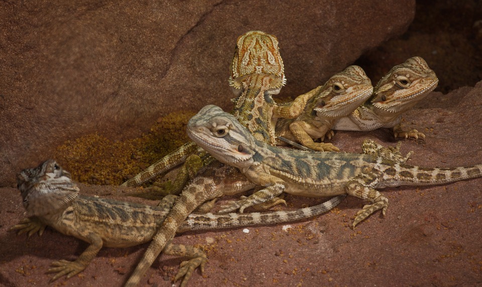 Reptile Lizard Nature - Free photo on Pixabay