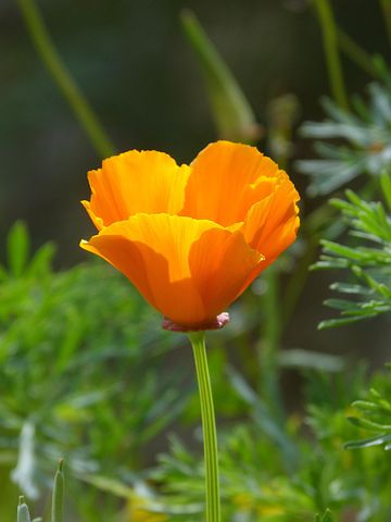 100+ Free California Poppy & Poppy Images