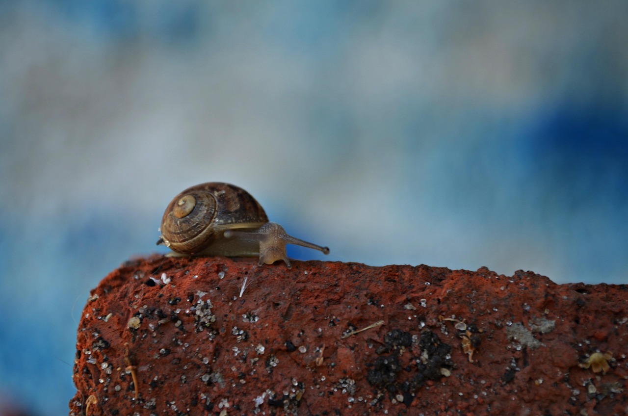 Outdoors Animals - Free photo on Pixabay - Pixabay