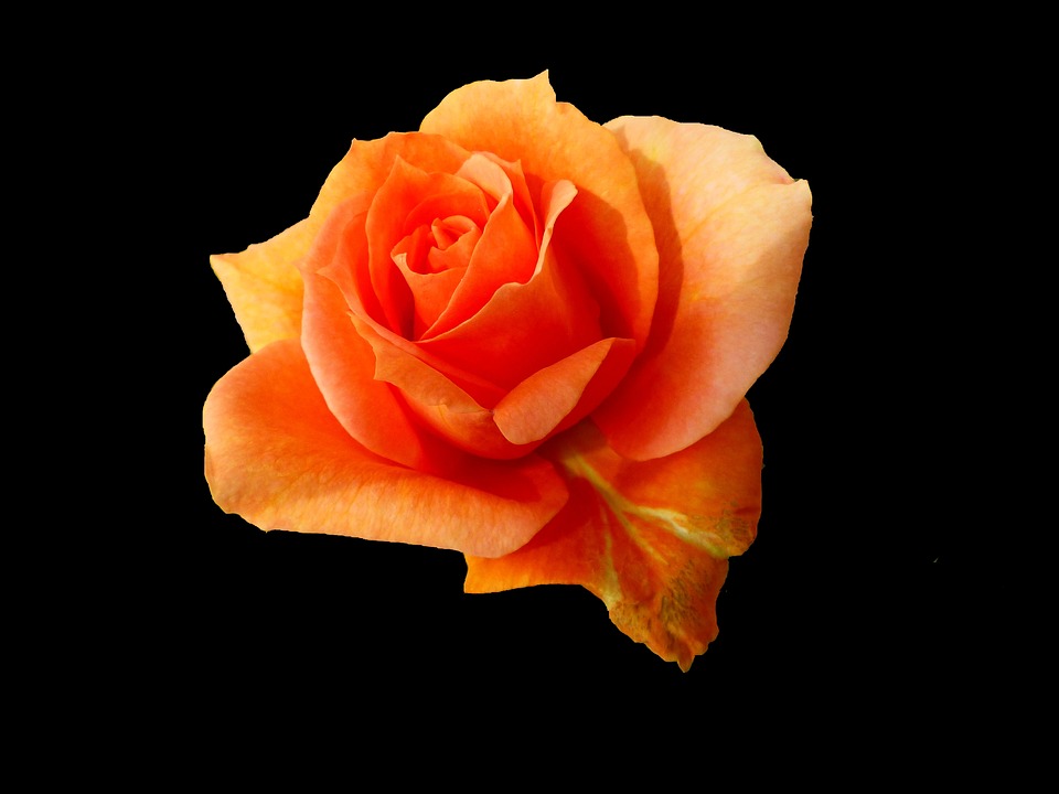 Fleur Rosier Nature - Photo gratuite sur Pixabay - Pixabay