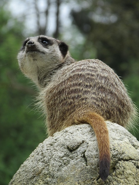 Wildlife Nature Animal - Free photo on Pixabay