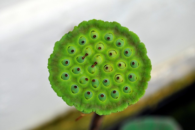 Plante Nature Feuille - Photo gratuite sur Pixabay
