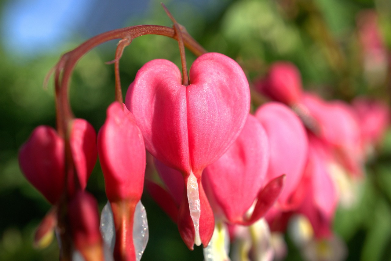La Nature Fleur Jardin - Photo gratuite sur Pixabay