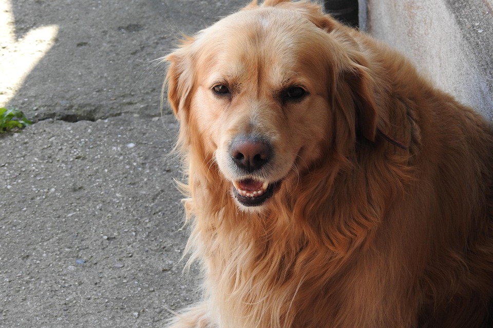 Cachorro Doméstico Animais De - Foto gratuita no Pixabay - Pixabay