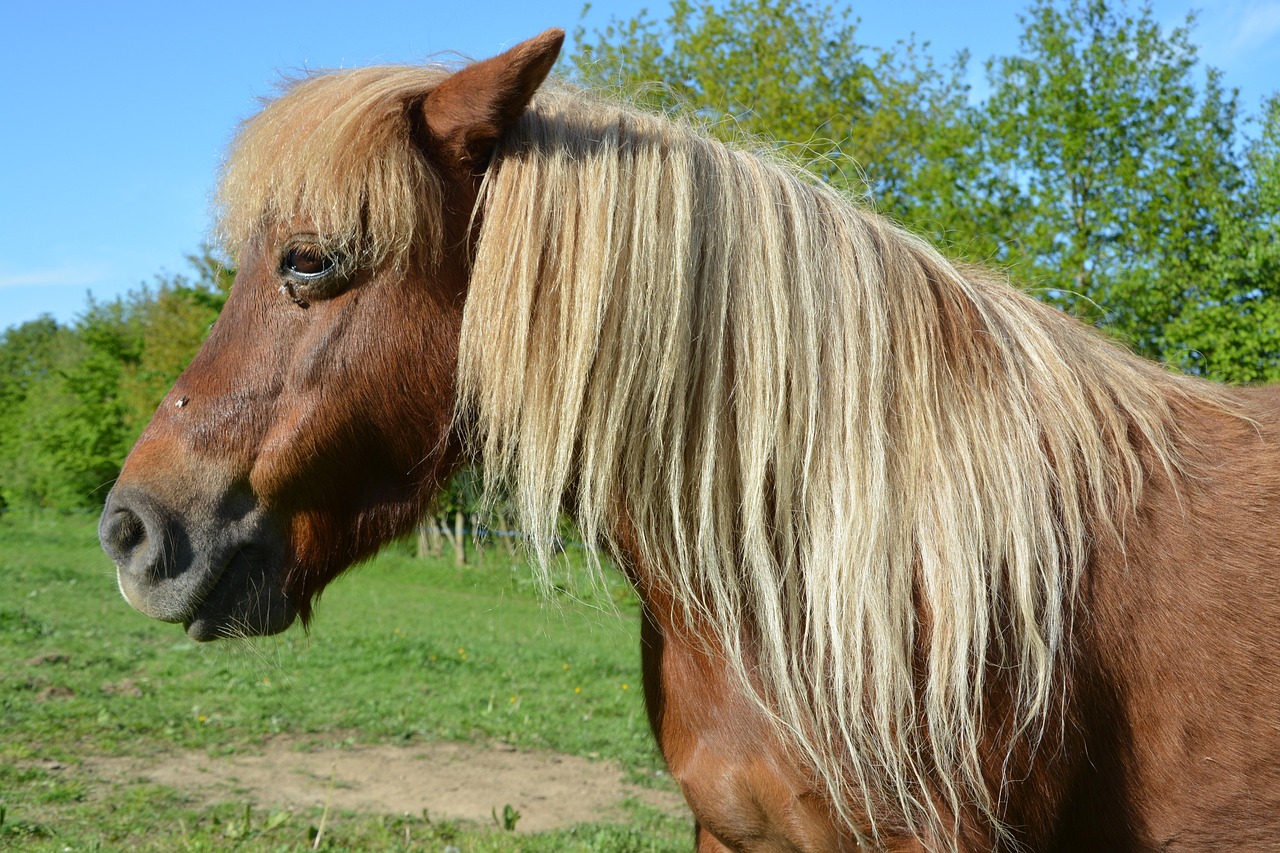 Pony Shetland-Pony Kleines Pferd - Kostenloses Foto auf Pixabay