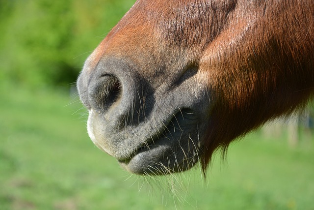 Pony Nostrils Muzzle Shetland - Free photo on Pixabay - Pixabay