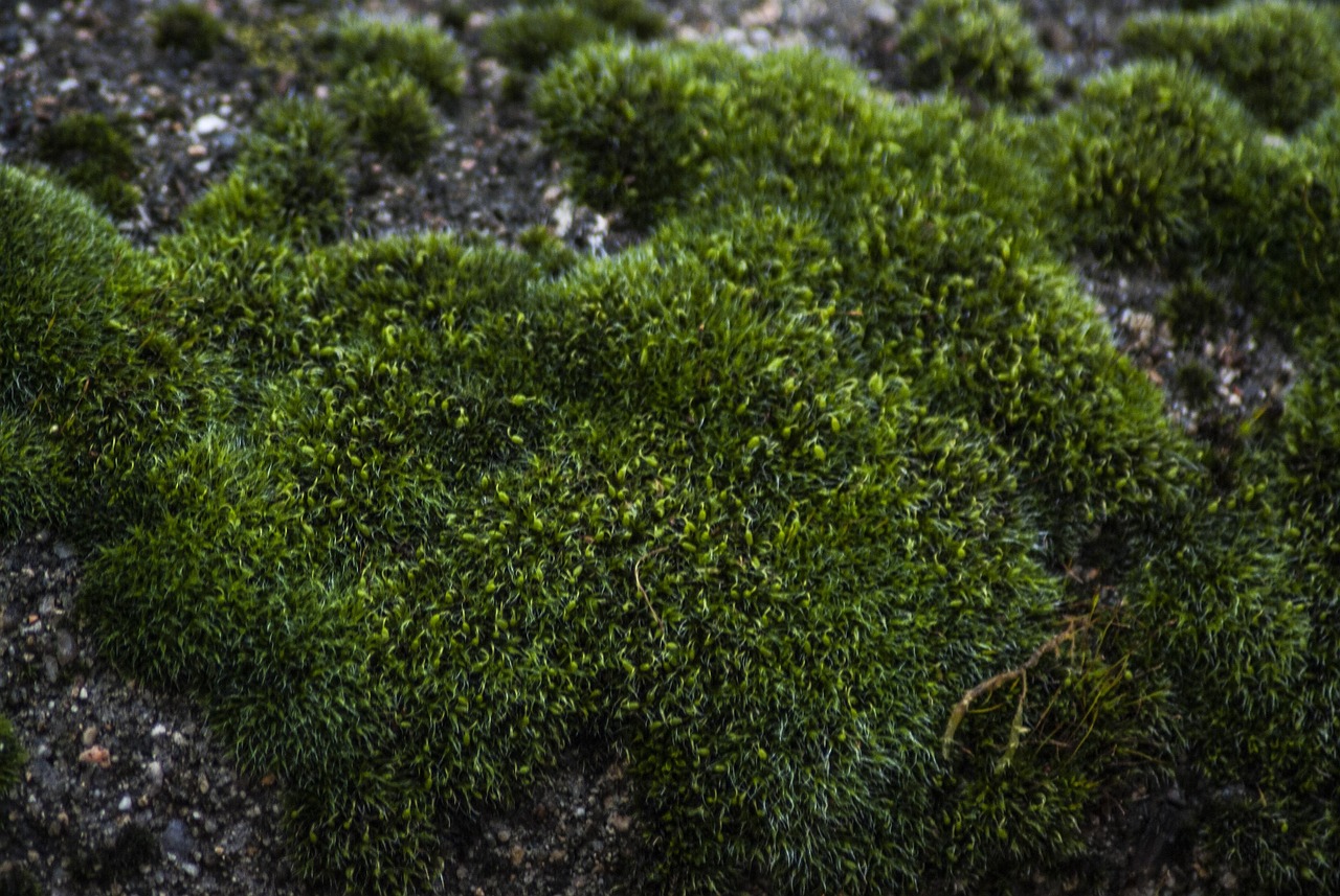 Mais de 10 imagens grátis de Briófitas e Natureza - Pixabay