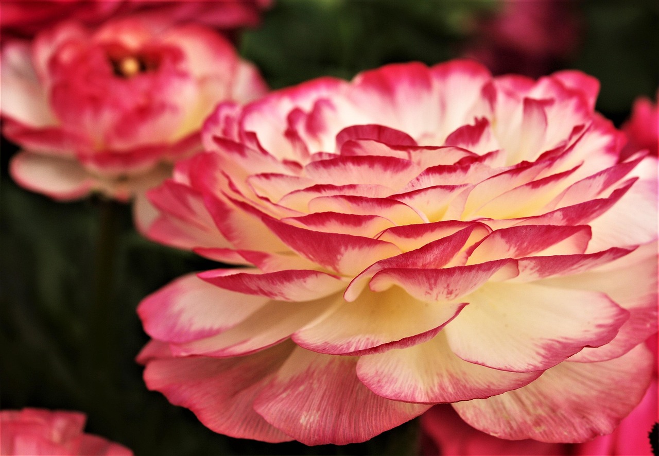 Flower Flora Nature - Free photo on Pixabay - Pixabay