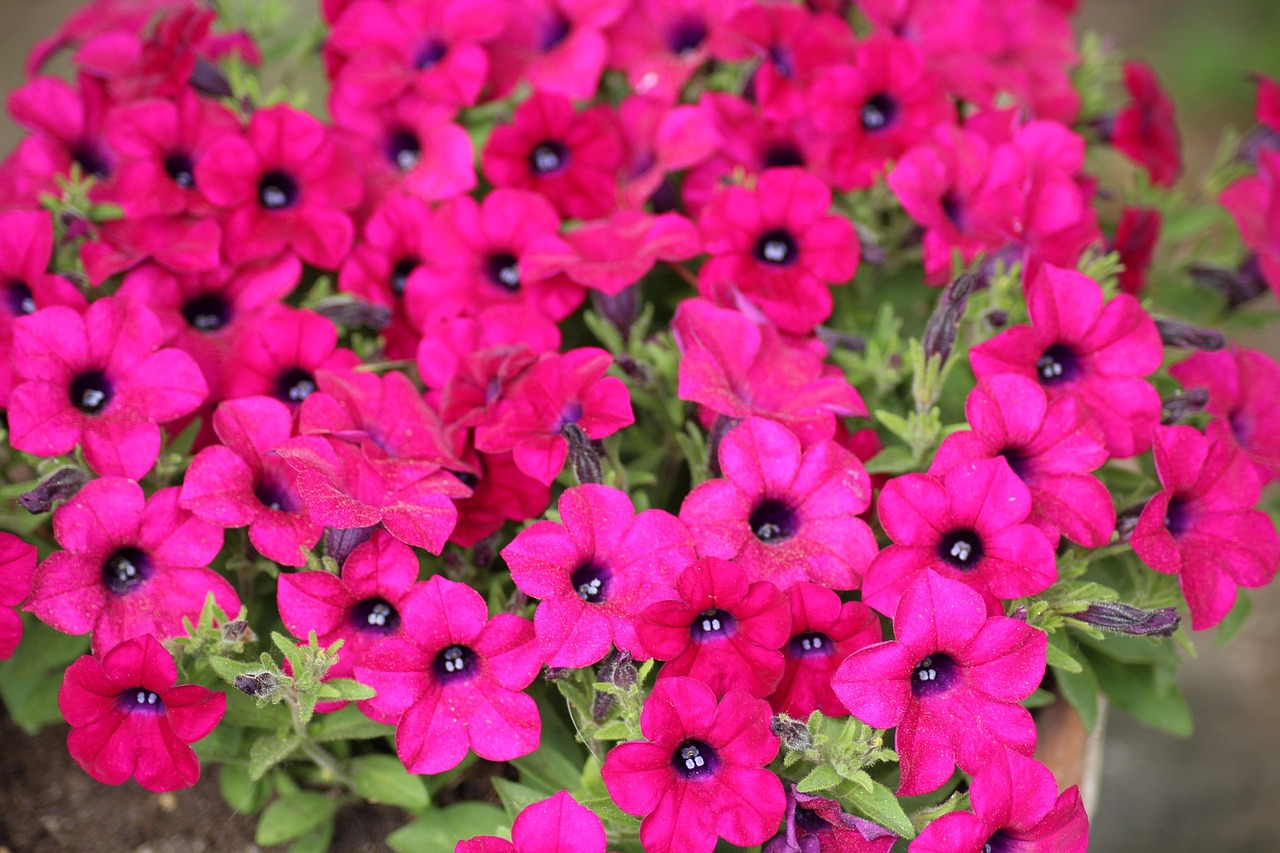 Petunias Potted Flowers Spring - Free photo on Pixabay