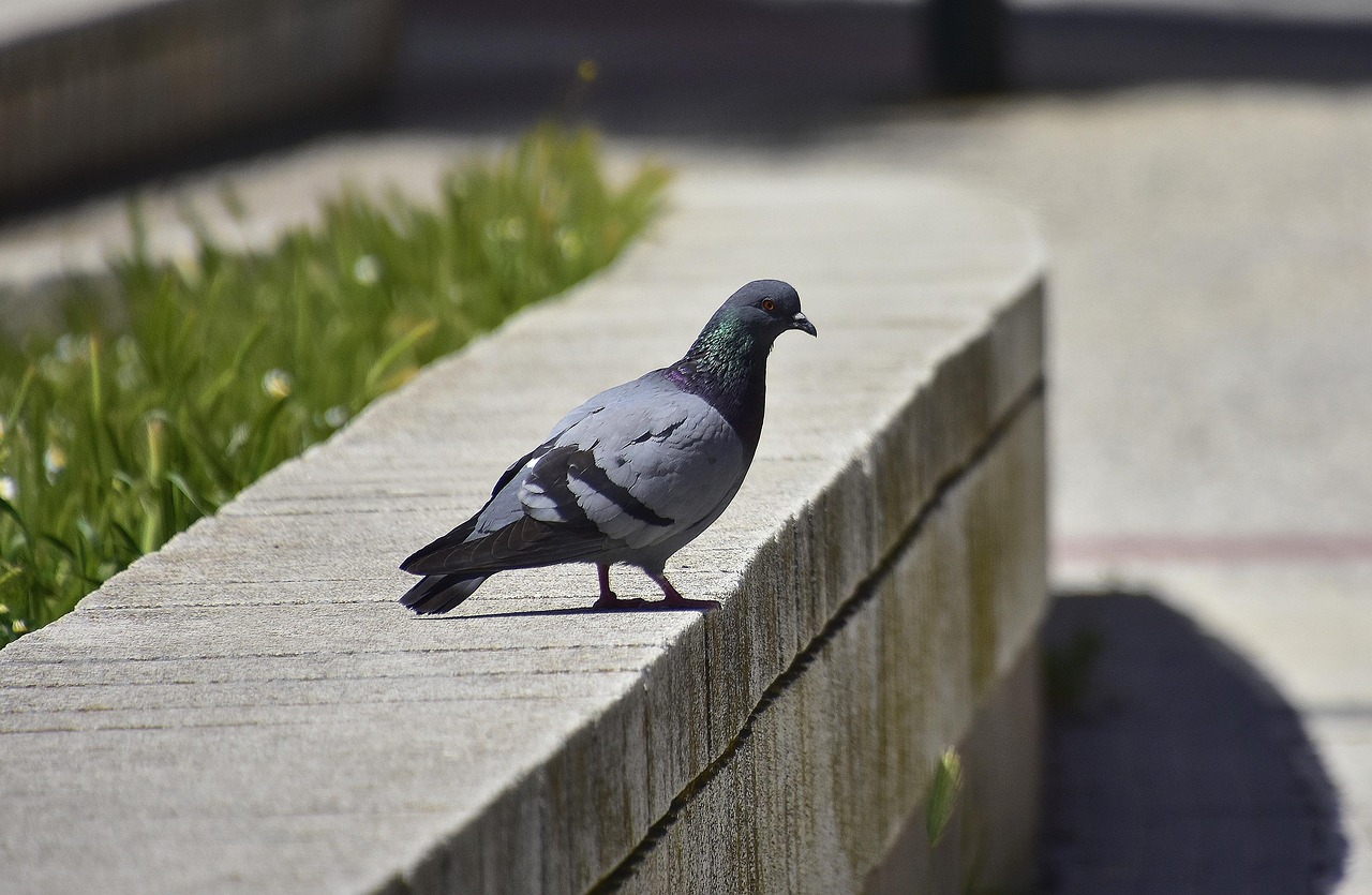 Columbidae Birds Outdoors - Free photo on Pixabay - Pixabay