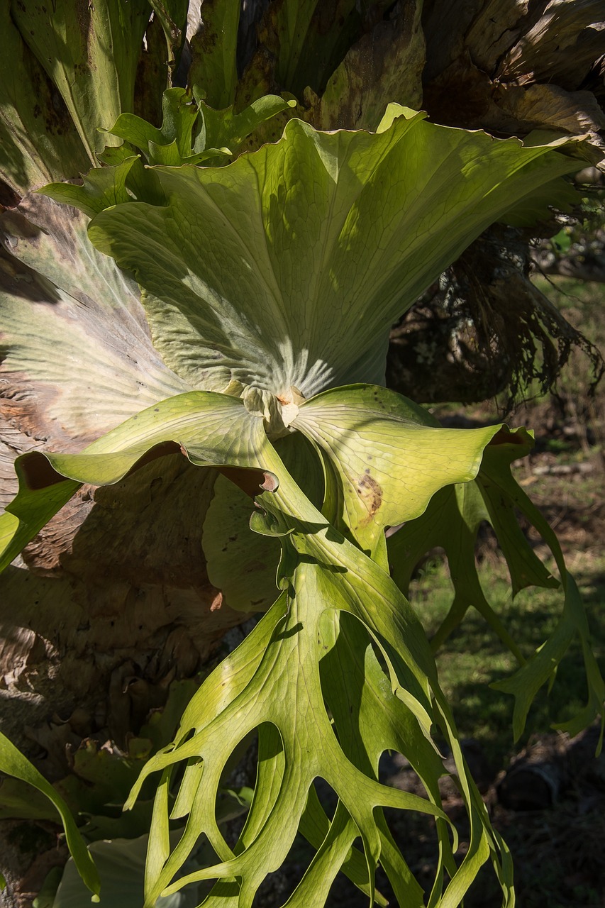 Elkhorn Fern Platycerium - Free photo on Pixabay - Pixabay