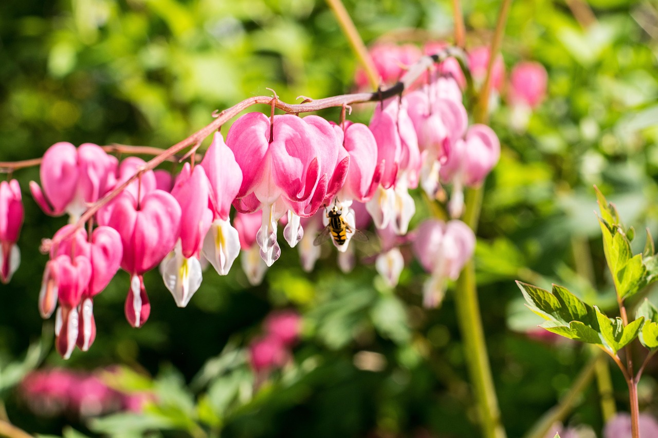 Natureza Flor Jardim - Foto gratuita no Pixabay - Pixabay