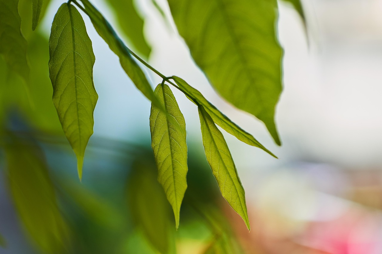 Leaf Nature Plant - Free photo on Pixabay - Pixabay