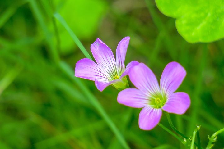 90+ Free Shamrock Flowers & Shamrock Photos - Pixabay