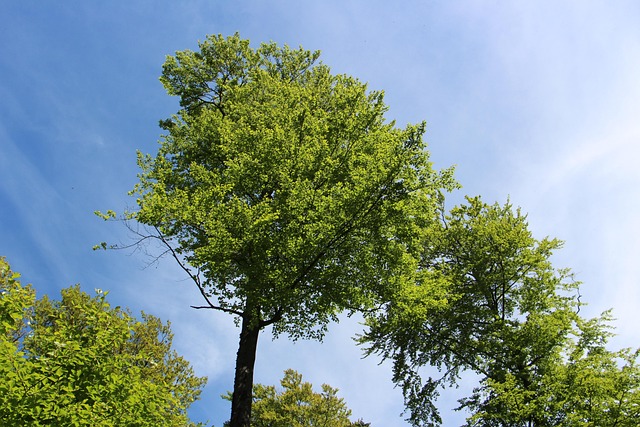 Baum Natur Holz - Kostenloses Foto auf Pixabay - Pixabay