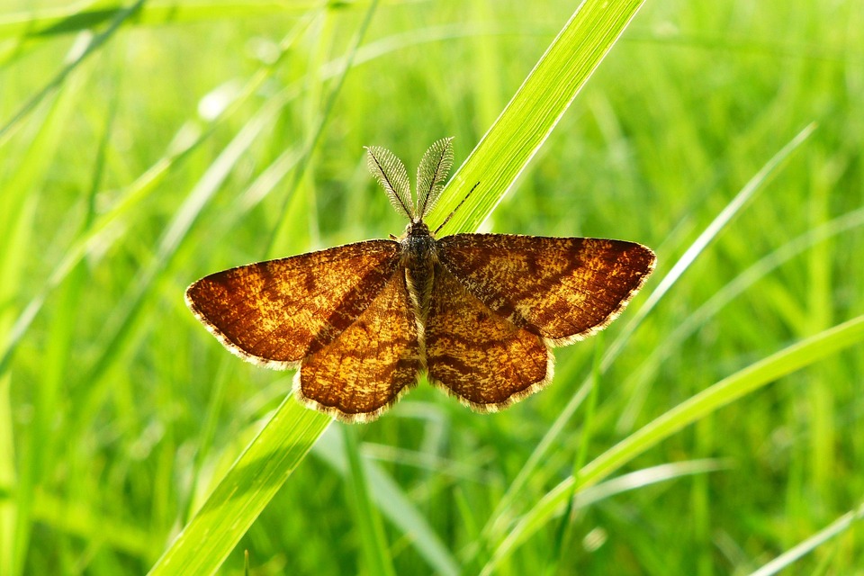 Les Papillons Diurnes Nature - Photo gratuite sur Pixabay