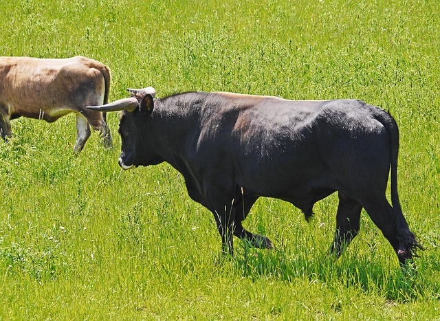 Bull Cow Rear Cattle - Free photo on Pixabay - Pixabay