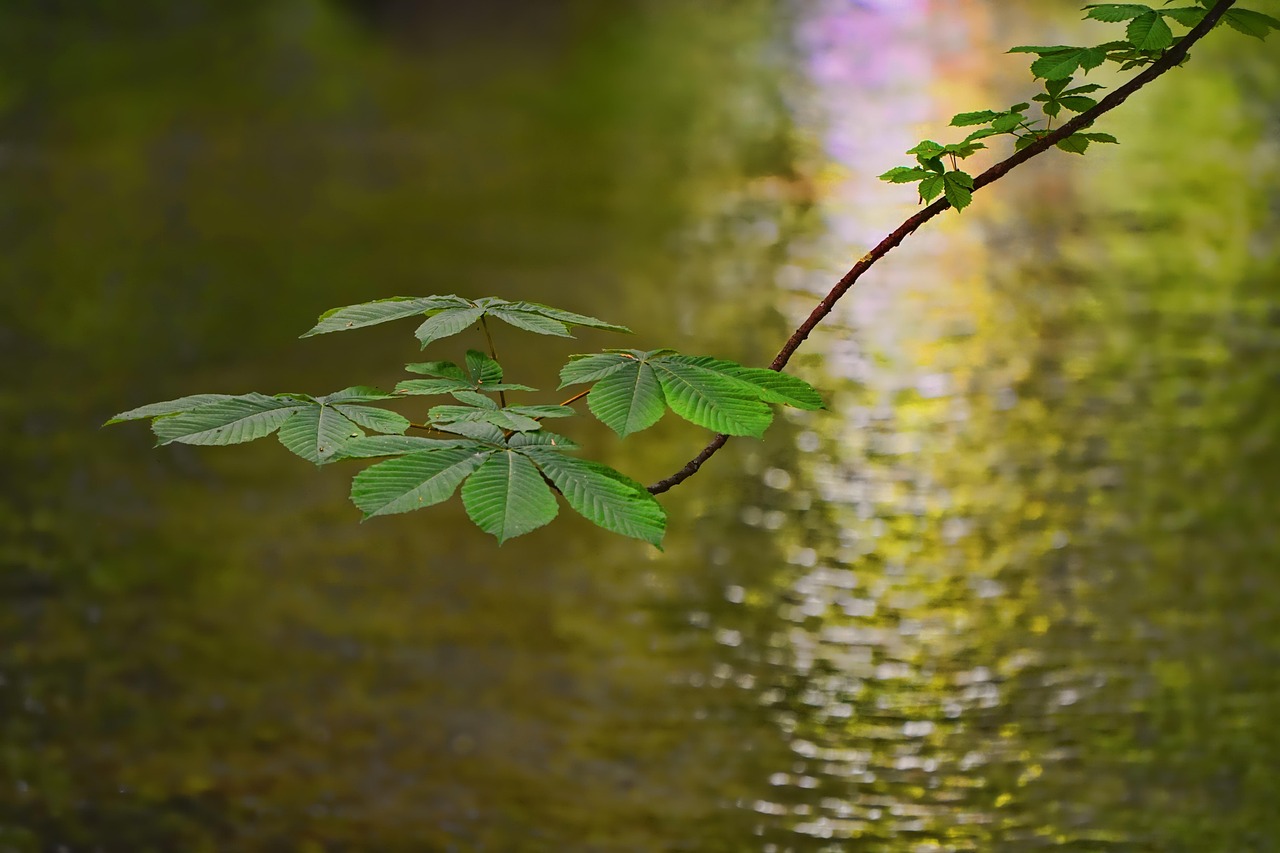 自然 叶子 植物 Pixabay上的免费照片 Pixabay