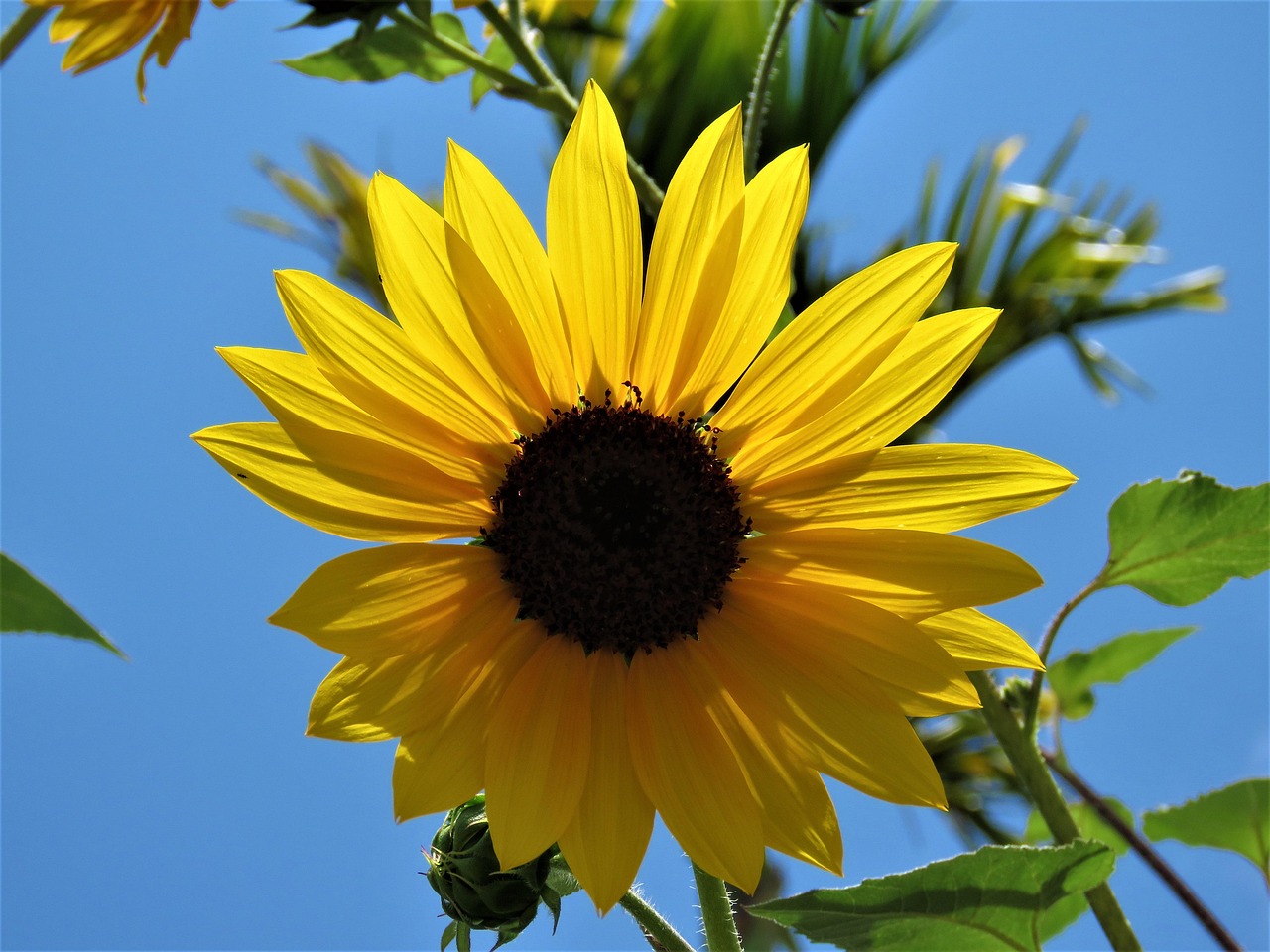 Nature Flora Flower - Free photo on Pixabay - Pixabay