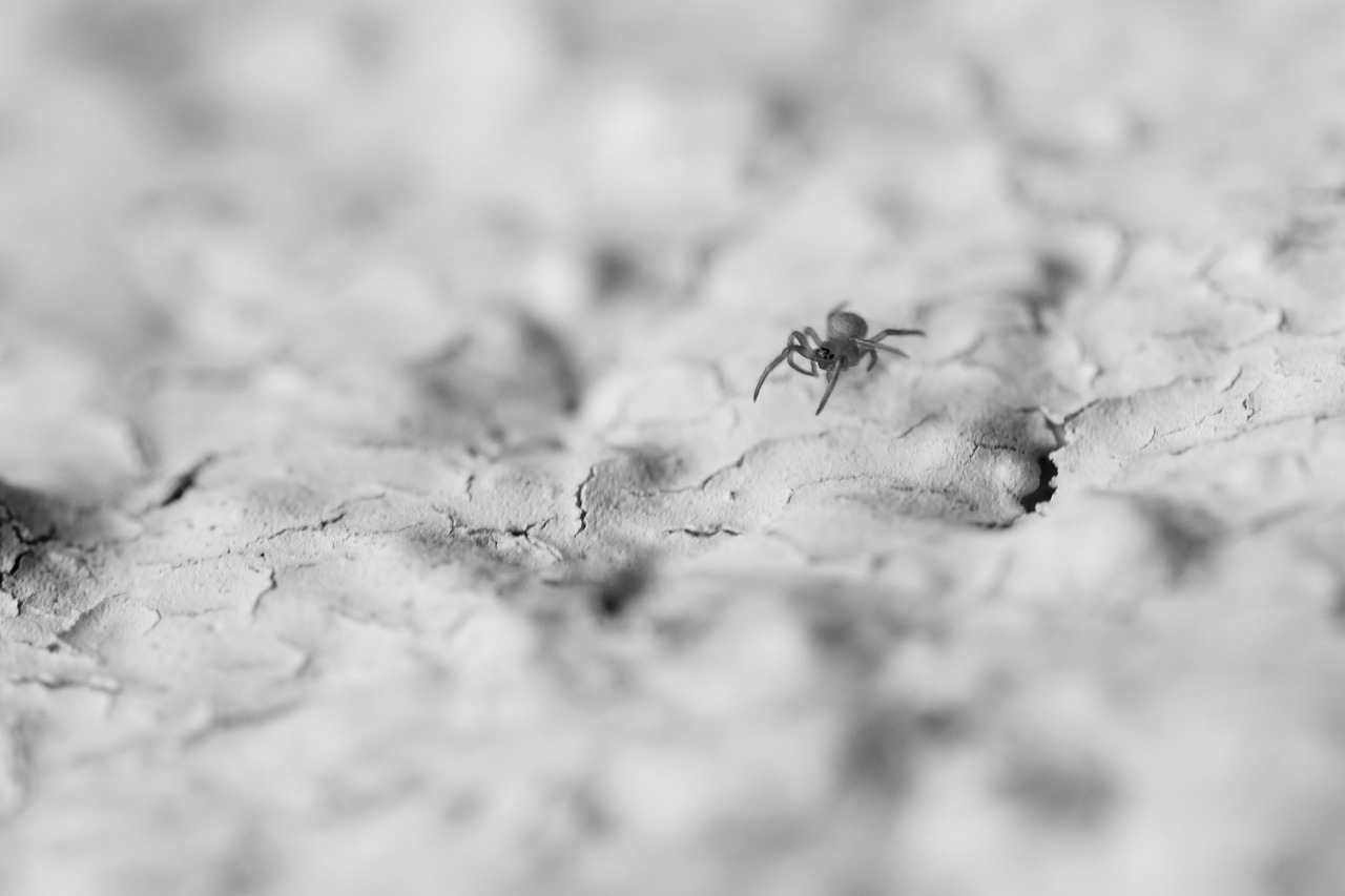 Plus de 60 images de Araignée Mignonne et de Araignée - Pixabay
