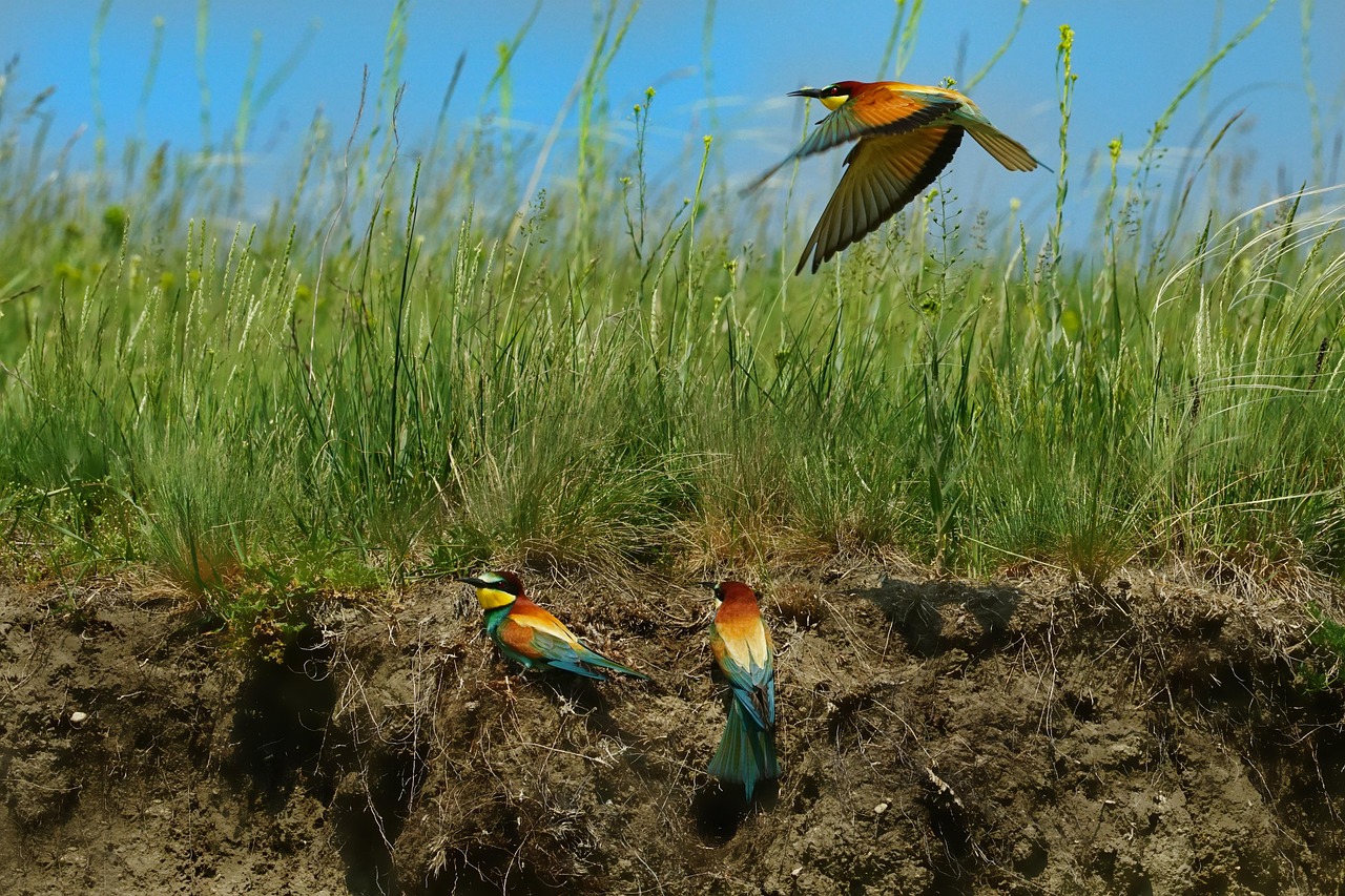 30,000+ Free European Bee-Eater & Nature Images - Pixabay