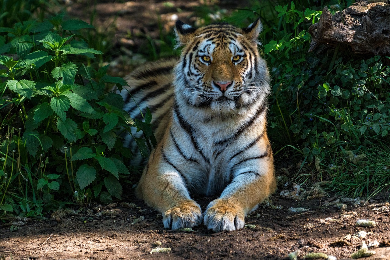 Animais Selvagens Natureza Gato - Foto gratuita no Pixabay