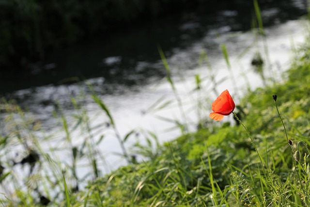 Red Poppy Near River Flower Fresh - Free photo on Pixabay - Pixabay