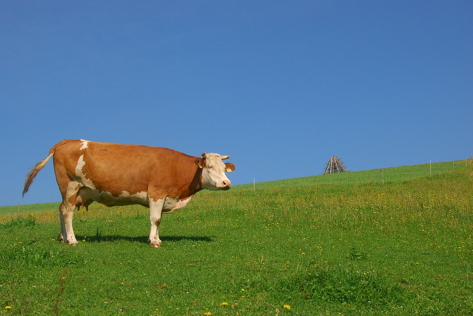 Kuh Tier Weide Tiere Auf Dem - Kostenloses Foto auf Pixabay