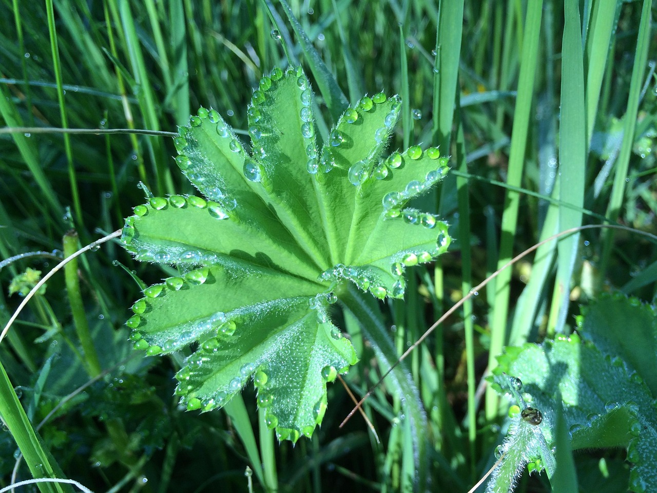 Feuille Plante La Nature - Photo gratuite sur Pixabay - Pixabay
