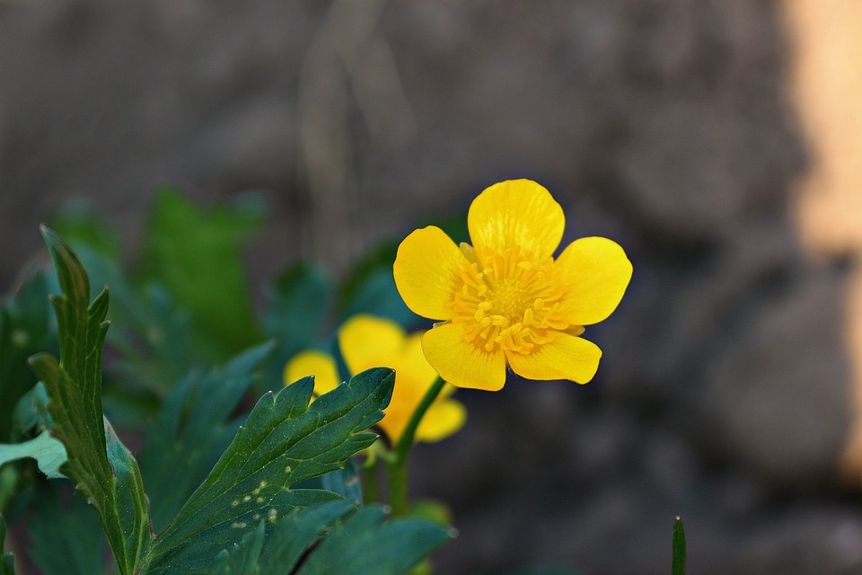 Nature Flore En Plein Air - Photo gratuite sur Pixabay - Pixabay