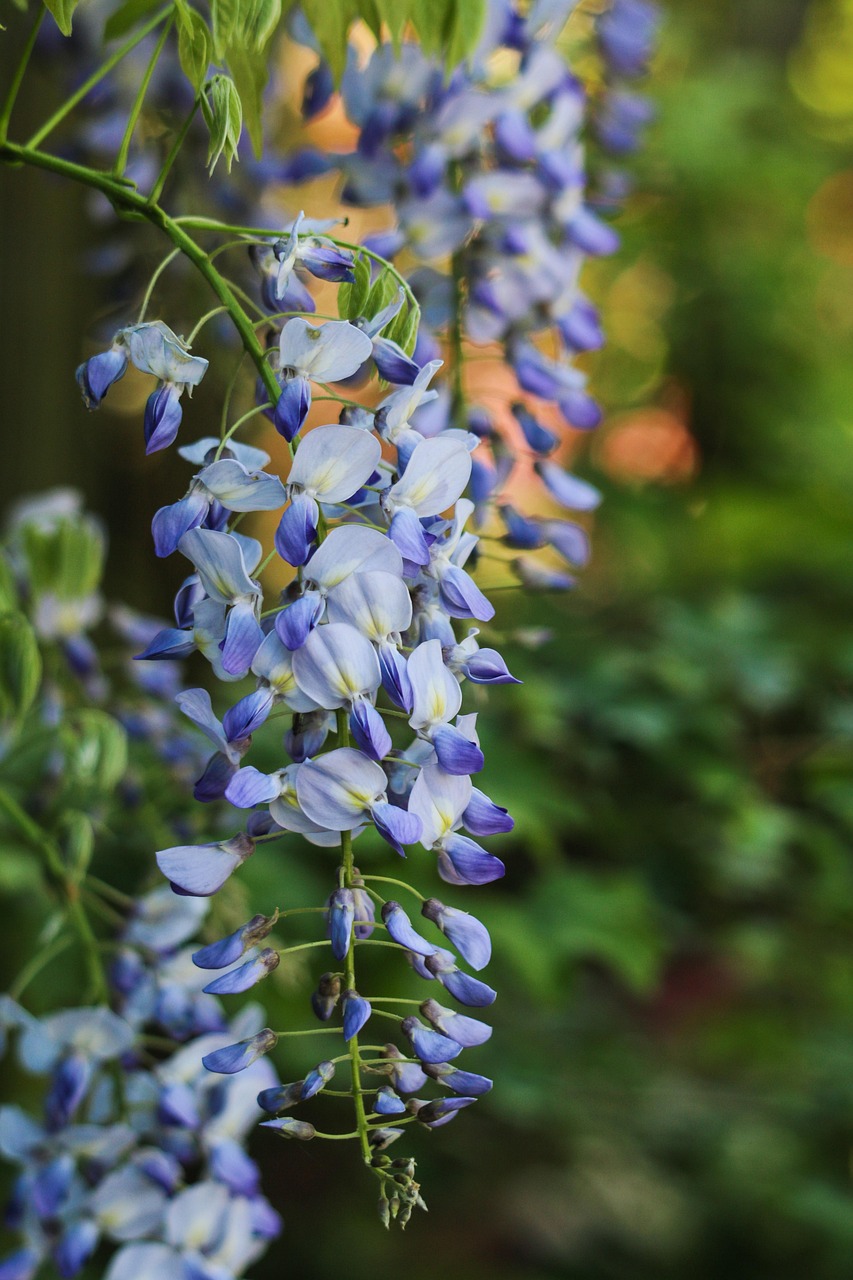 Wisteria Flower Creeper - Free photo on Pixabay - Pixabay
