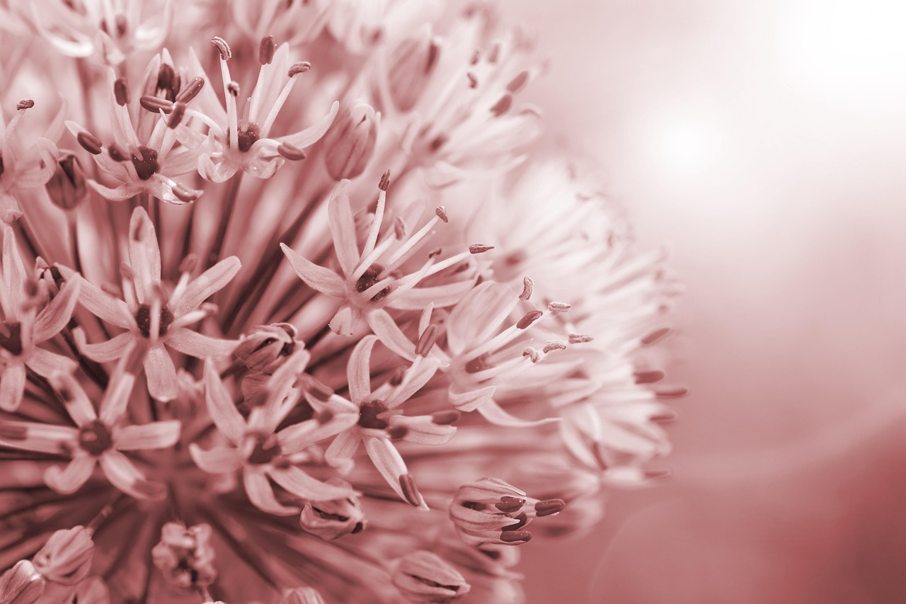 Allium Bawang Perai Bunga Hias - Foto gratis di Pixabay - Pixabay