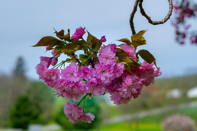 Bunga Alam Flora - Foto gratis di Pixabay - Pixabay