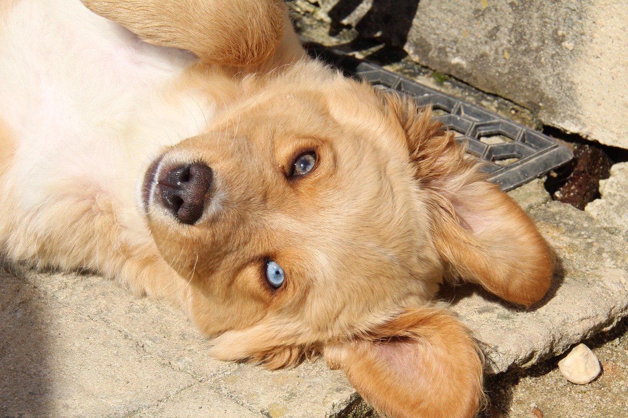 Animalia Dog Cute - Free photo on Pixabay - Pixabay